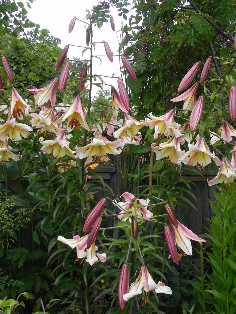 News & Events | Victoria Lily Society